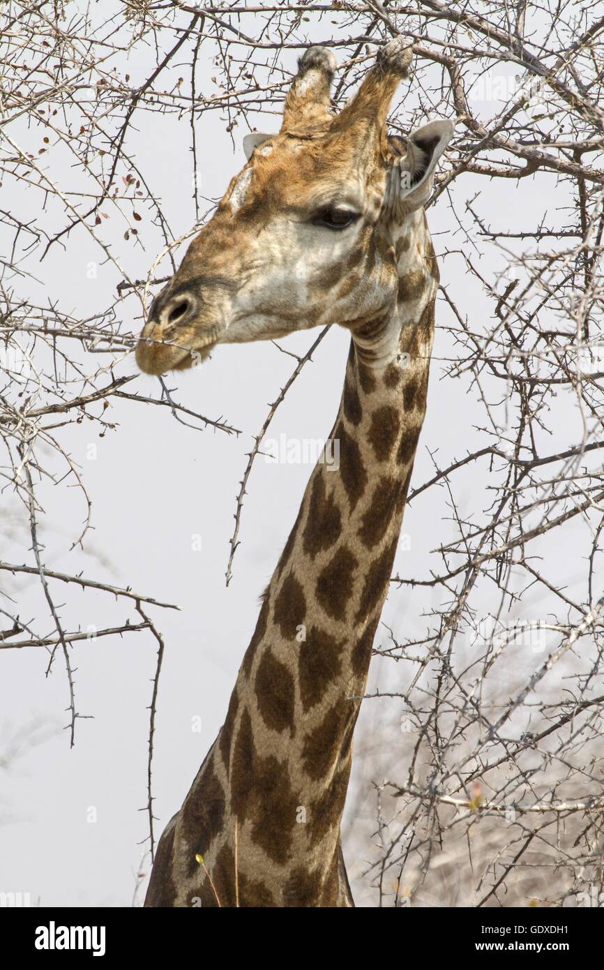 Angola giraffe hi-res stock photography and images - Alamy