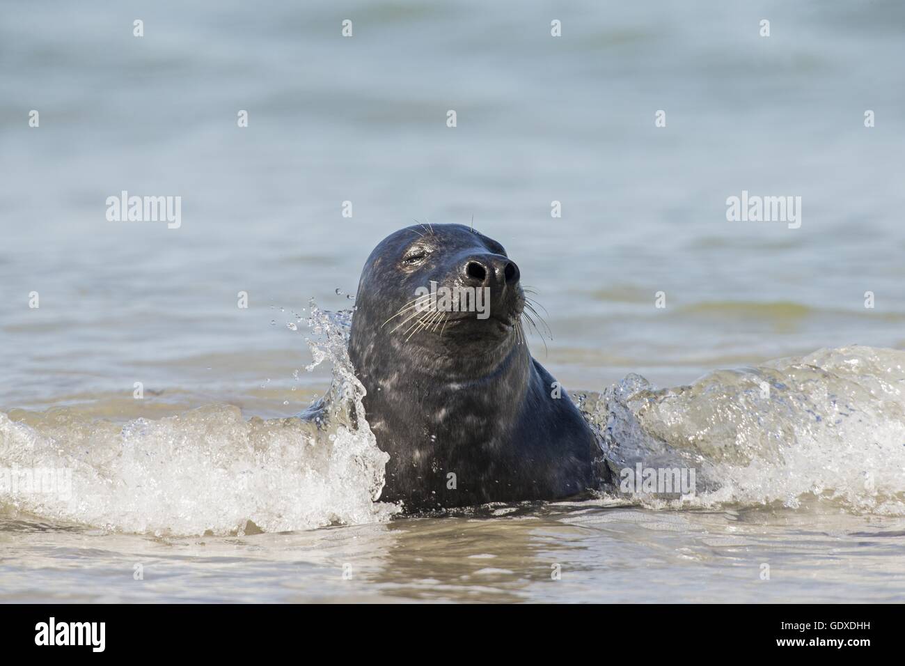 Moving seal hi-res stock photography and images - Alamy
