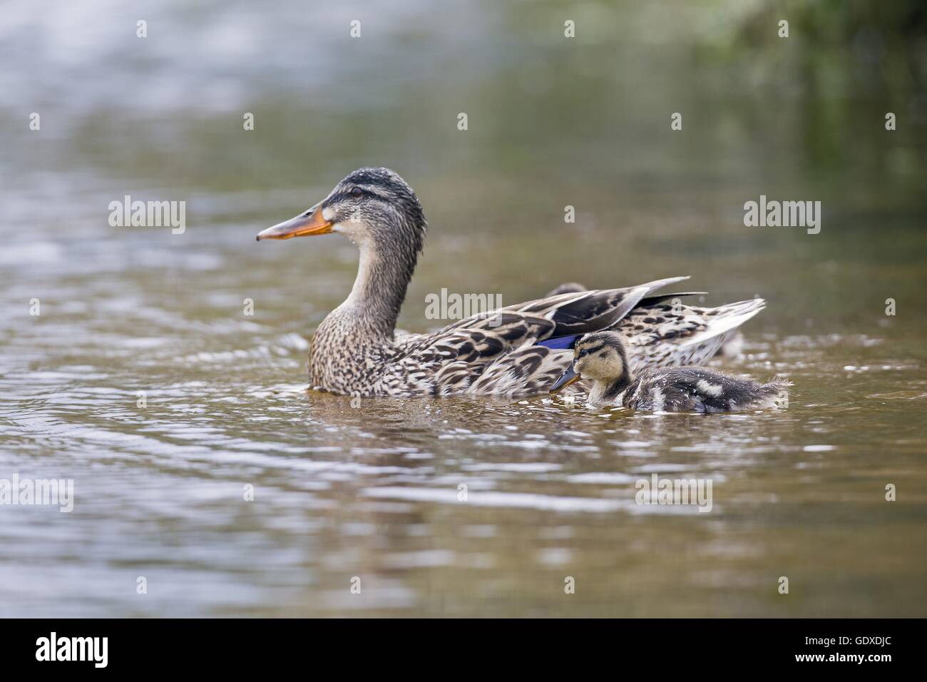 Two female mallards swimming hi-res stock photography and images - Alamy