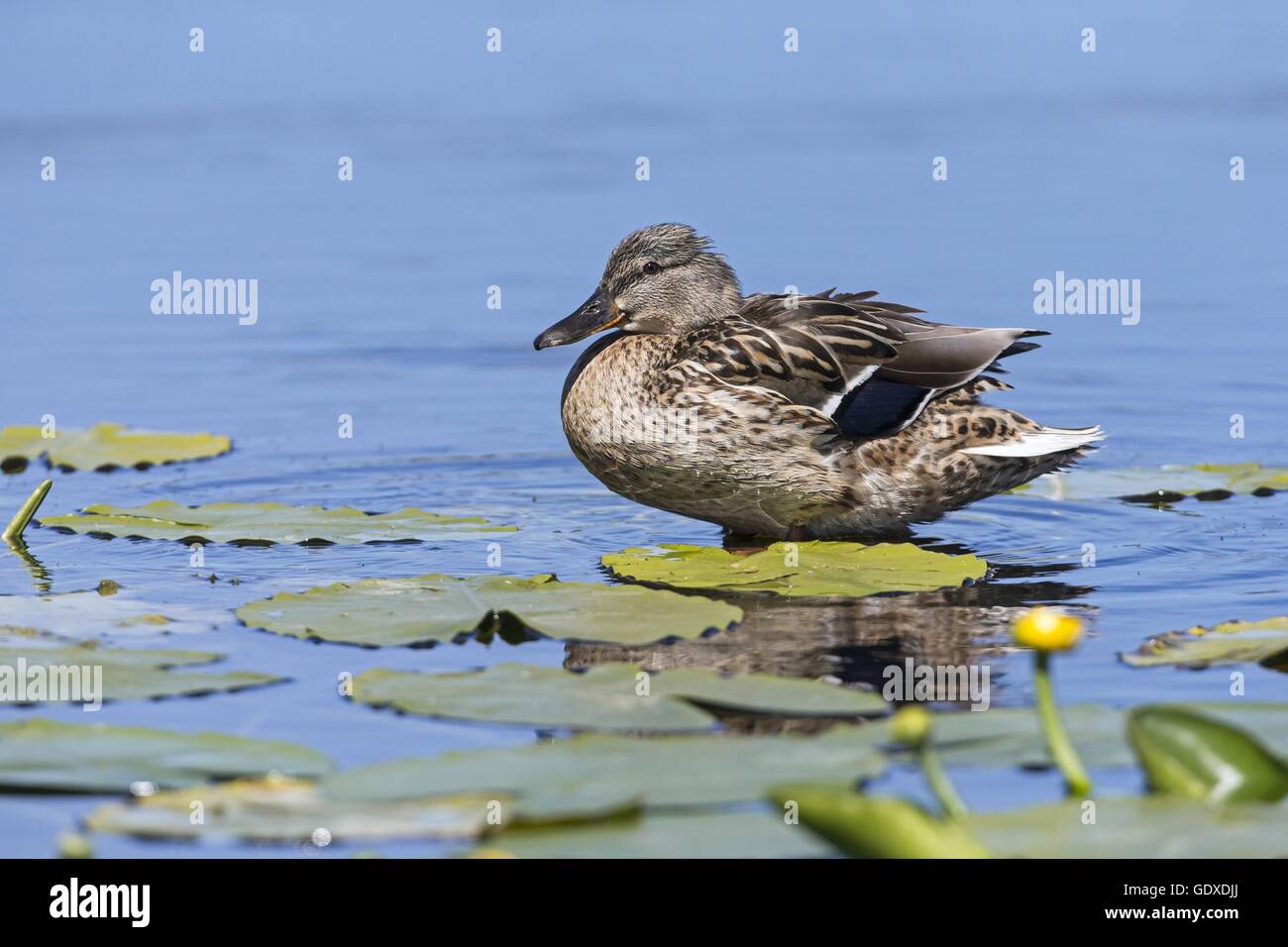 Landscape format mallard female duck hi-res stock photography and ...