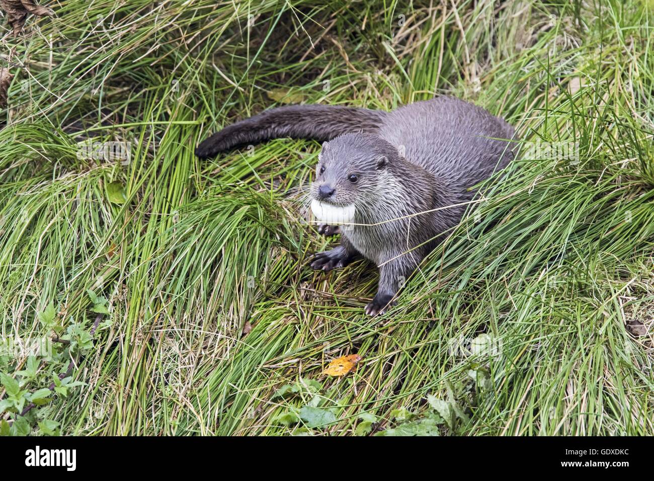 Otters eats hi-res stock photography and images - Alamy