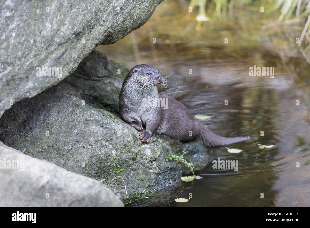 Adult sea otters hi-res stock photography and images - Alamy