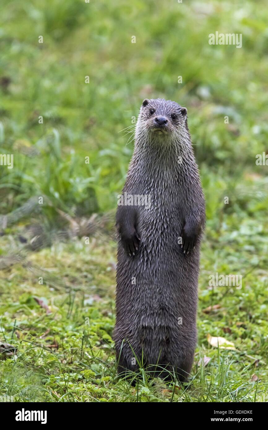 Otters standing up hi-res stock photography and images - Alamy