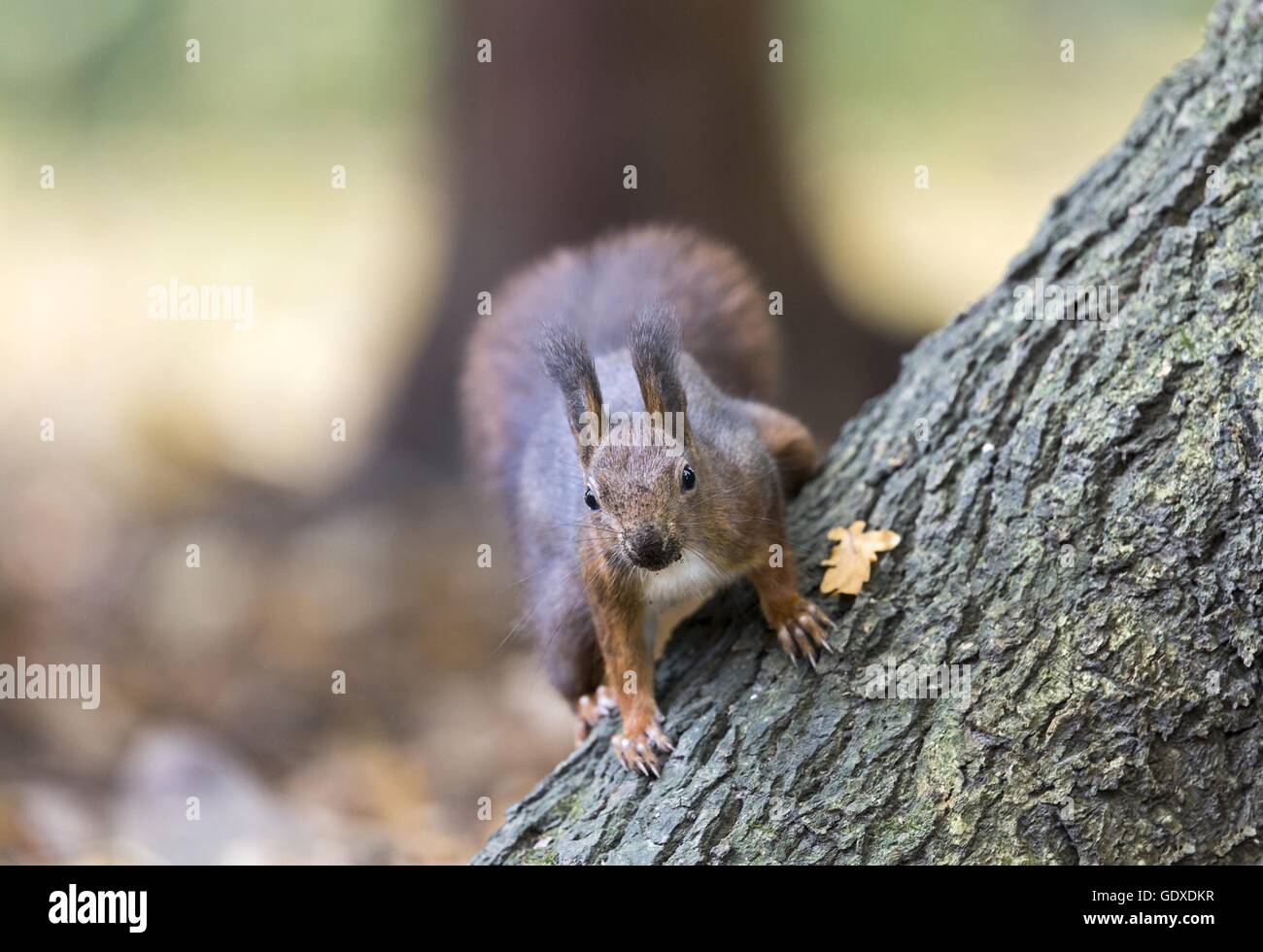 Eurasian red squirrel Stock Photo - Alamy