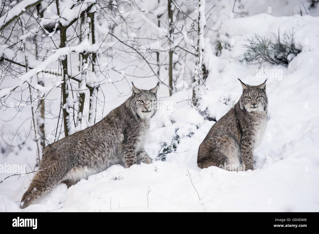 Lynx lynx lynx standing in snow hi-res stock photography and images - Alamy