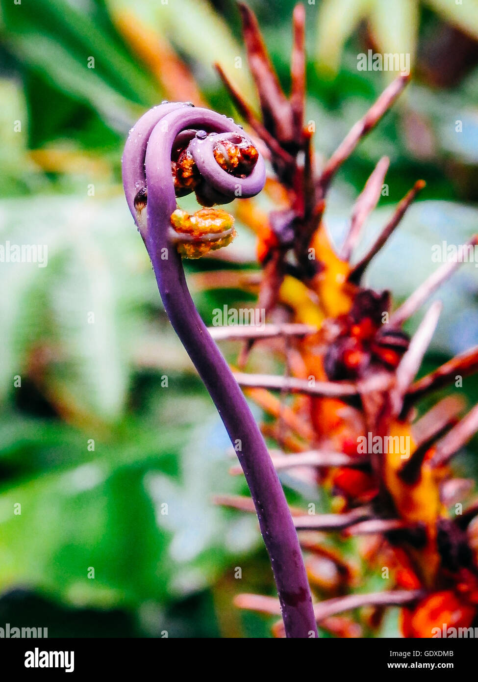 Fern unrolling hi-res stock photography and images - Alamy
