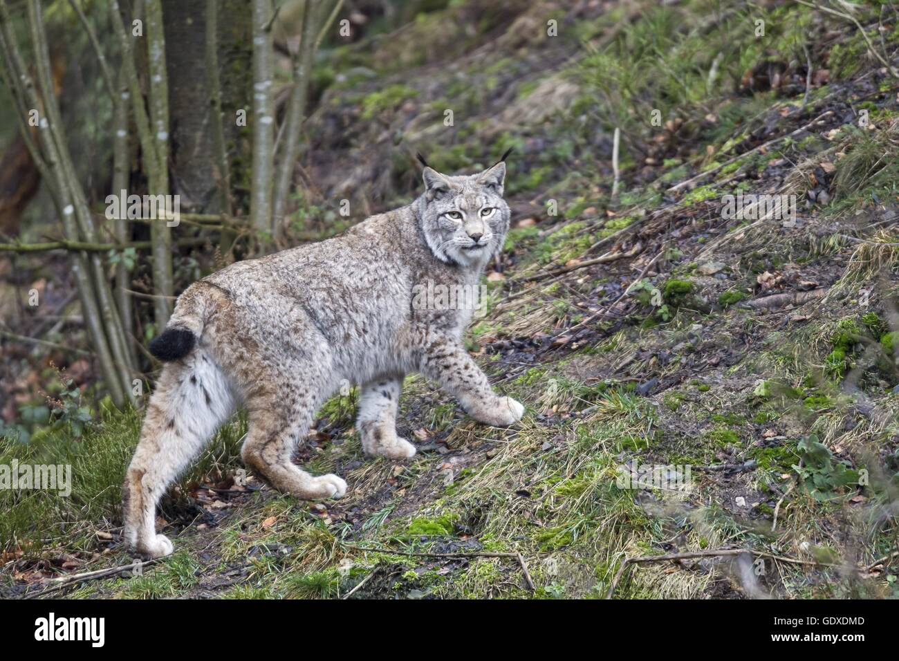 Lynx lynxes adult hi-res stock photography and images - Alamy
