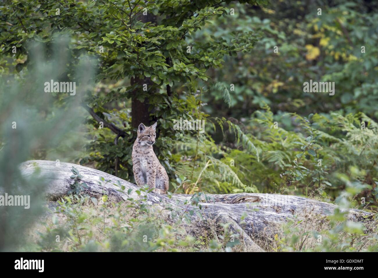 Lynx lynxes adult hi-res stock photography and images - Alamy