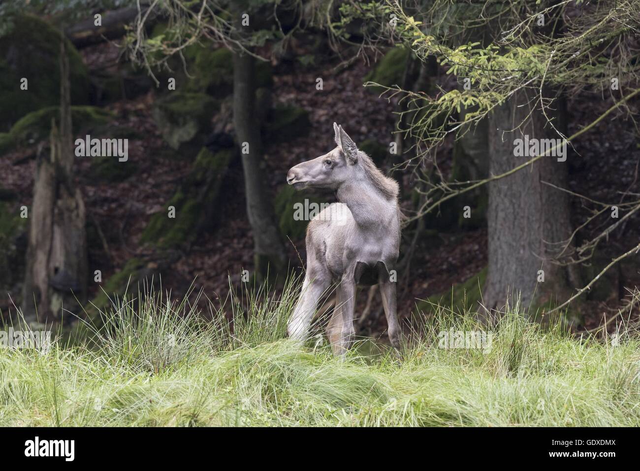 Young moose juvenile moose hi-res stock photography and images - Alamy