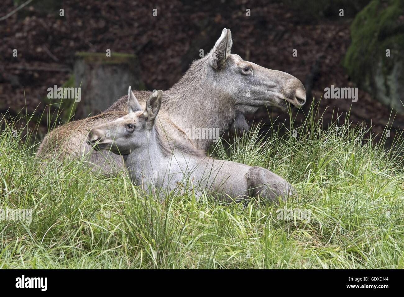 Mooses hi-res stock photography and images - Alamy