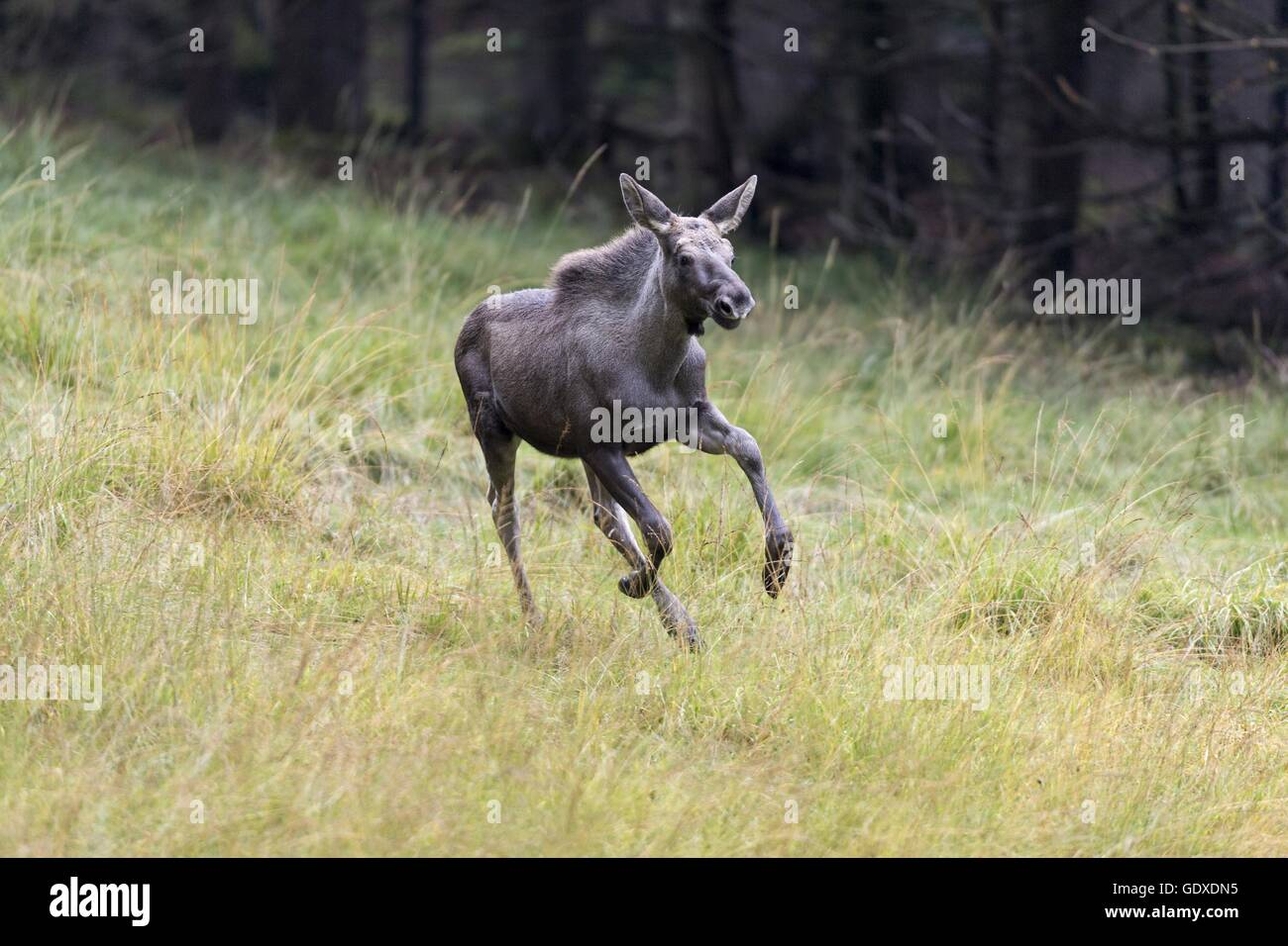 Moose running hi-res stock photography and images - Alamy