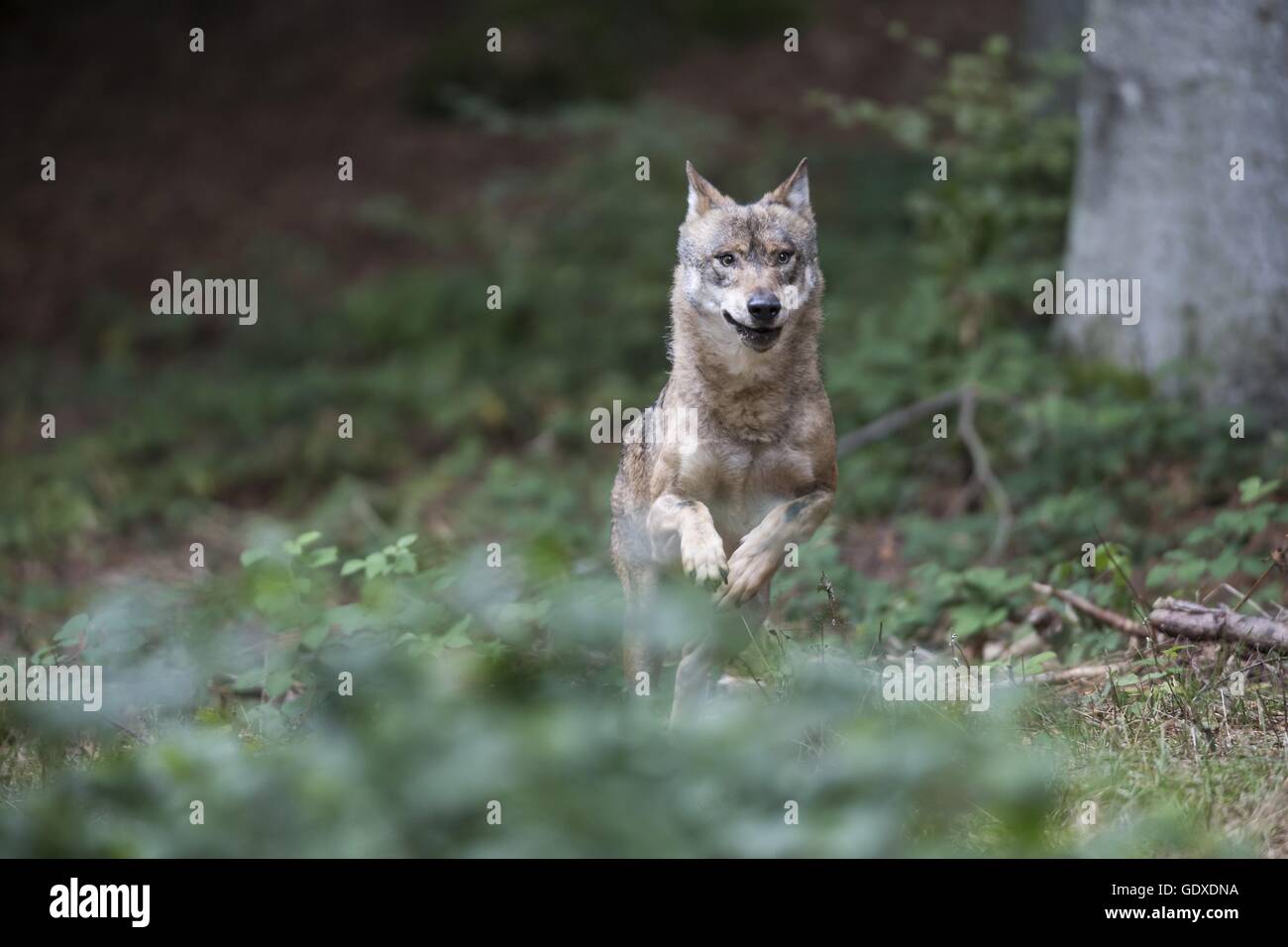 Wolf moves hi-res stock photography and images - Alamy