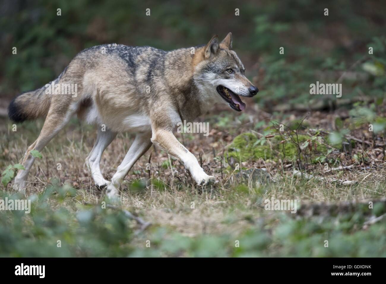Wolf moves hi-res stock photography and images - Alamy