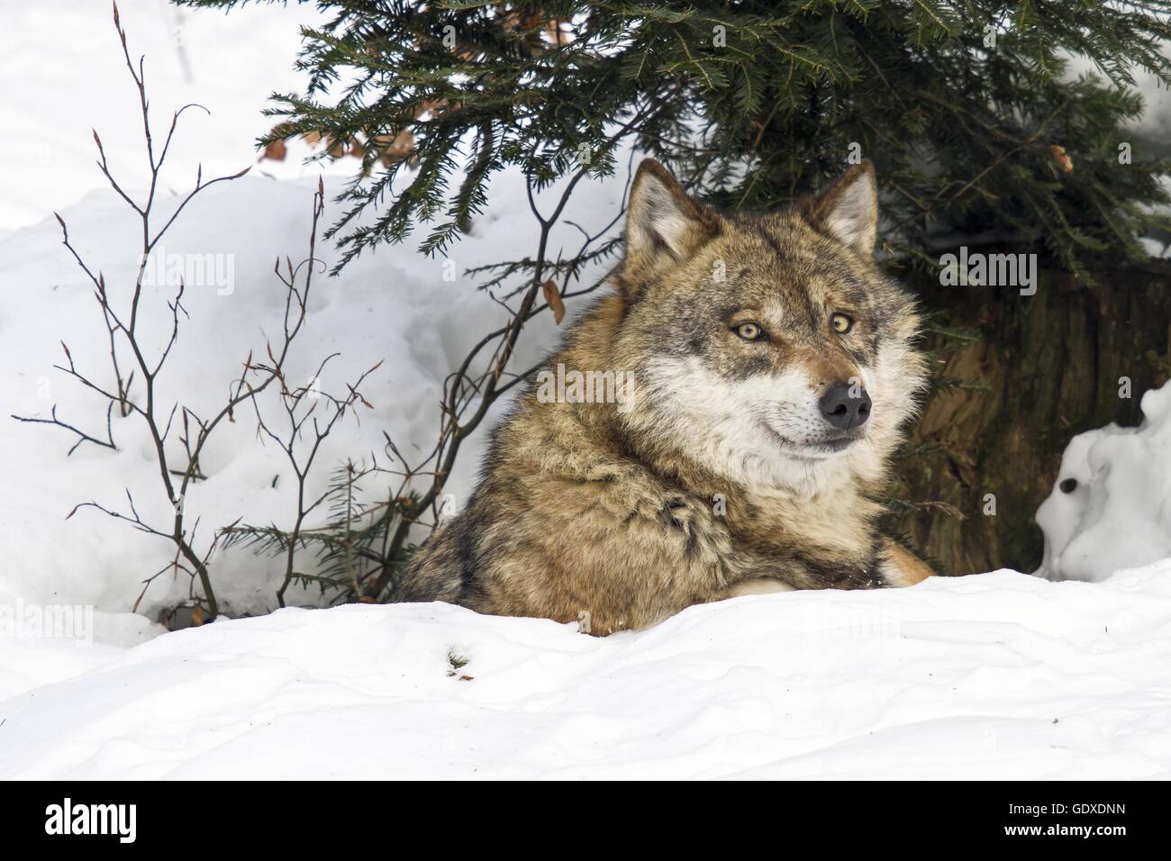 Greywolves hi-res stock photography and images - Alamy