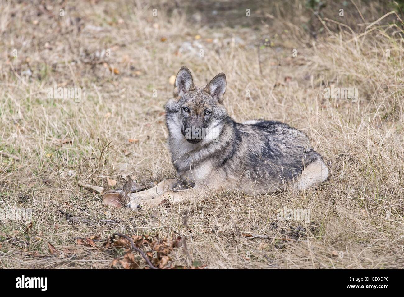 Greywolf greywolves hi-res stock photography and images - Alamy