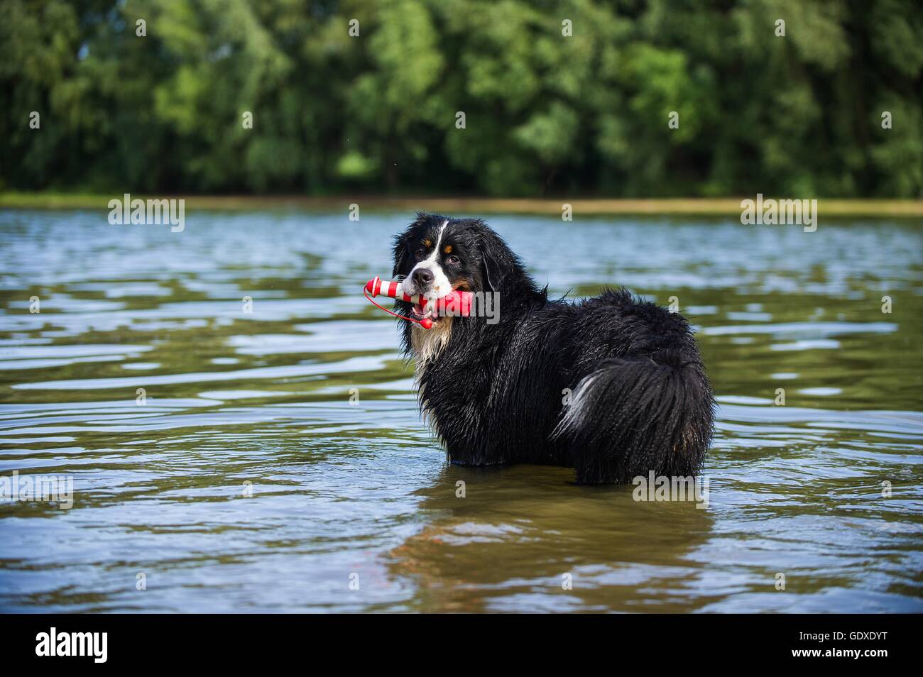Bathing with pet dog hi-res stock photography and images - Alamy