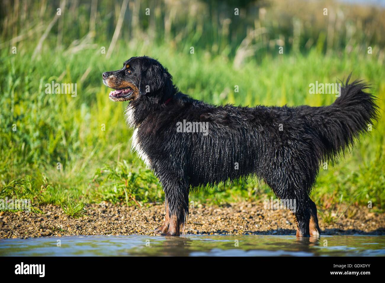 Bernese mountain dog side profile hi-res stock photography and images ...