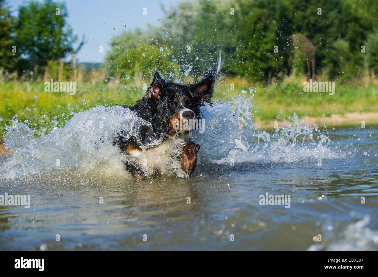 Big splash dog hi-res stock photography and images - Alamy