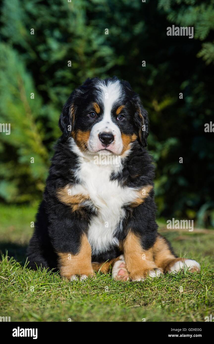 Bernese cattle dog puppy hi-res stock photography and images - Alamy