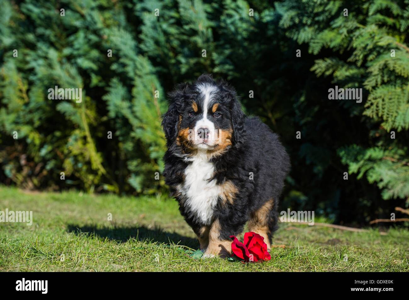 Long haired gentleman hi-res stock photography and images - Alamy