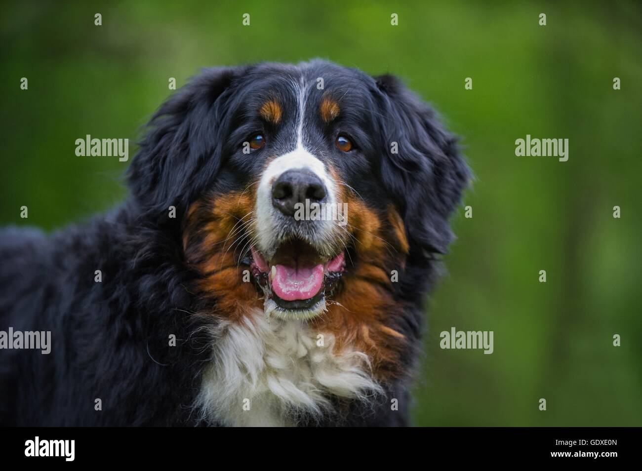 Portrait bernese hi-res stock photography and images - Alamy