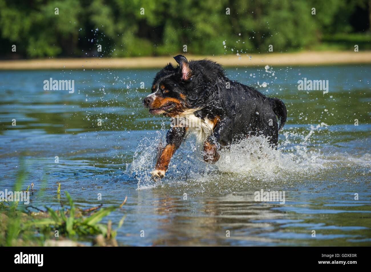 Big splash dog hi-res stock photography and images - Alamy