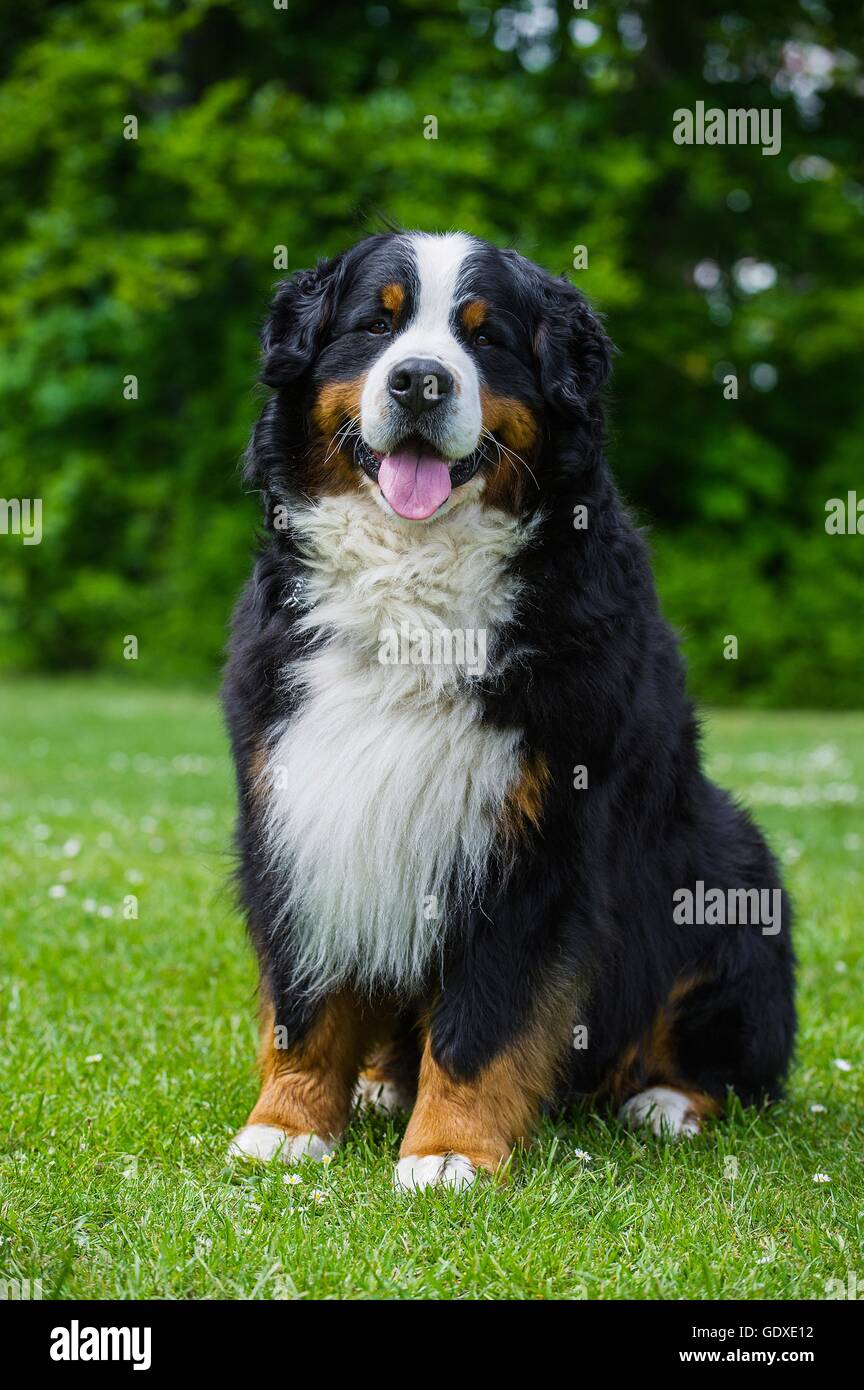 Bernese Mountain Dog Stock Photo - Alamy