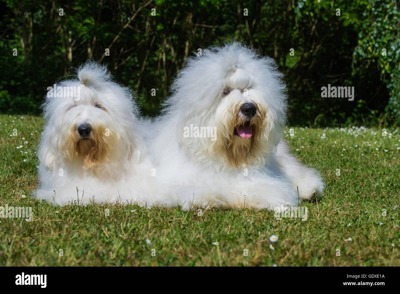 2 Old English Sheepdogs Stock Photo - Alamy