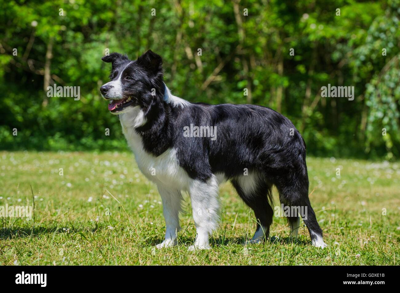 standing Border Collie Stock Photo - Alamy