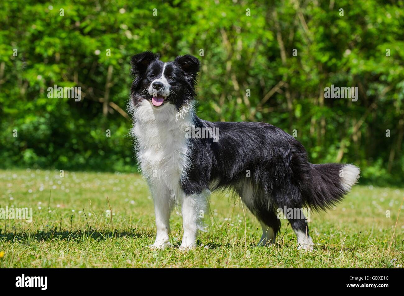 standing Border Collie Stock Photo - Alamy