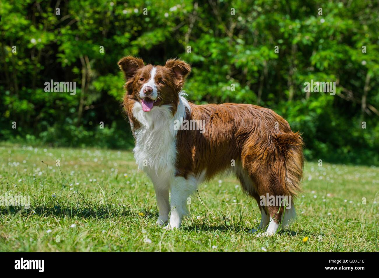 standing Border Collie Stock Photo - Alamy