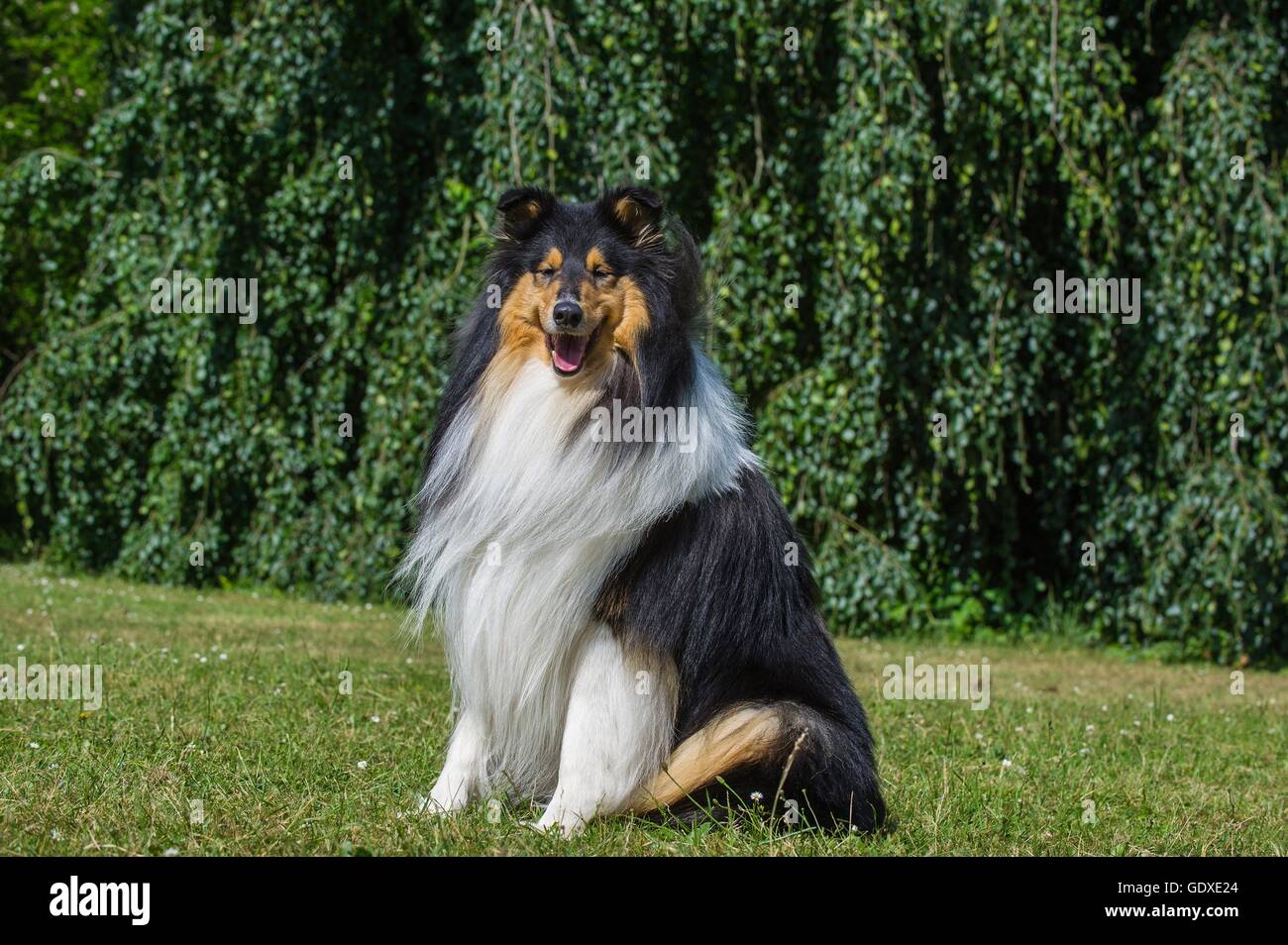 sitting longhaired Collie Stock Photo - Alamy