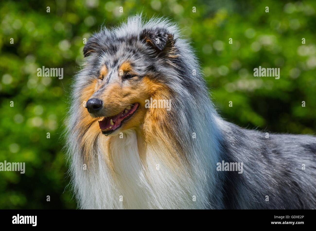 longhaired Collie portrait Stock Photo - Alamy