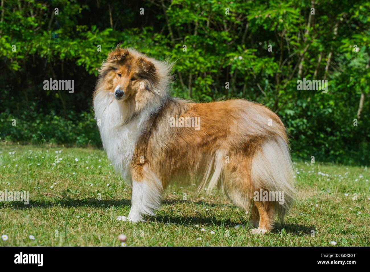 standing longhaired Collie Stock Photo - Alamy