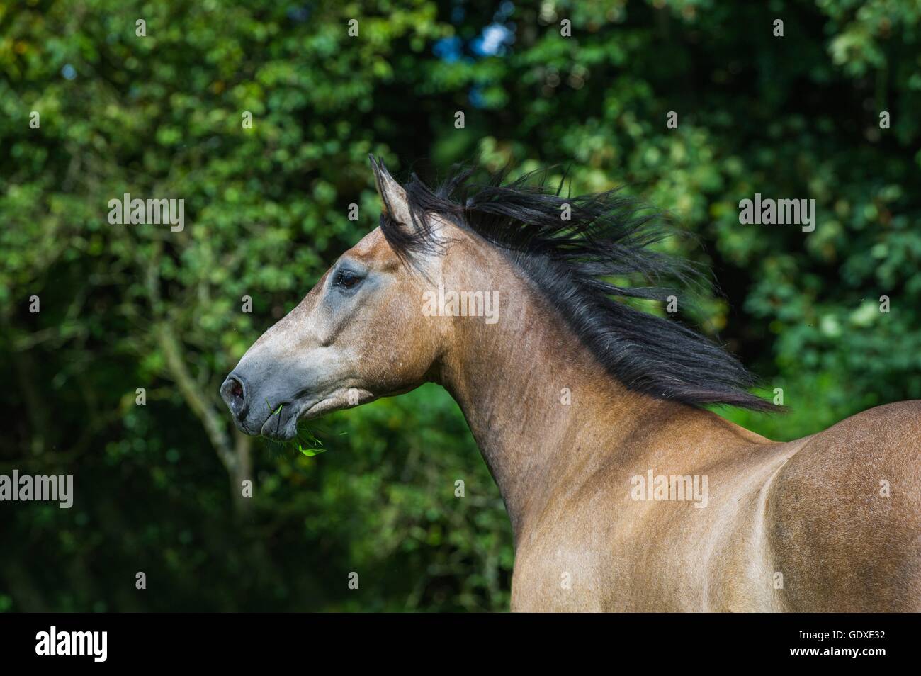 Connemaras hi-res stock photography and images - Alamy