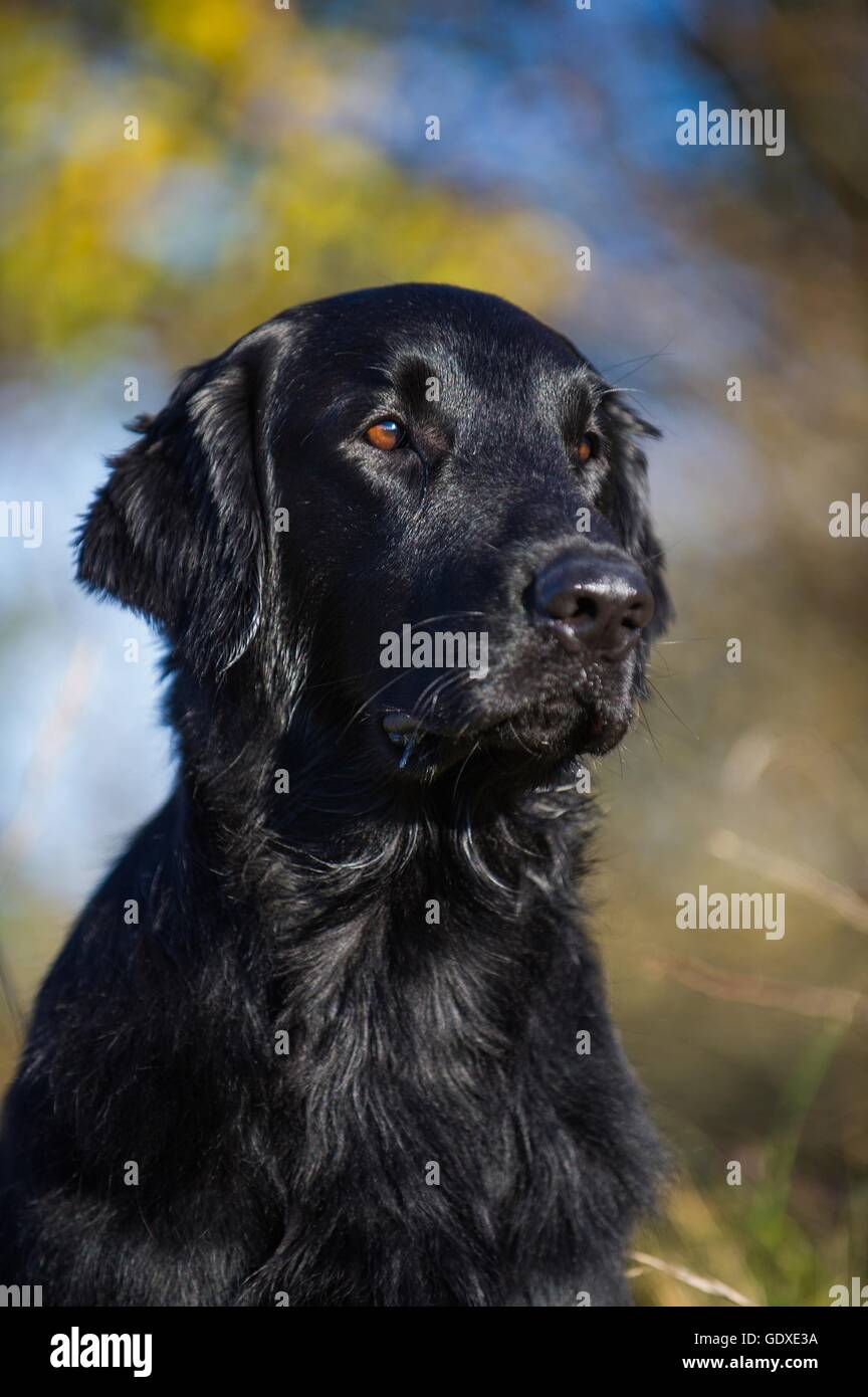 Flat Coated Retriever Portrait Stock Photo - Alamy