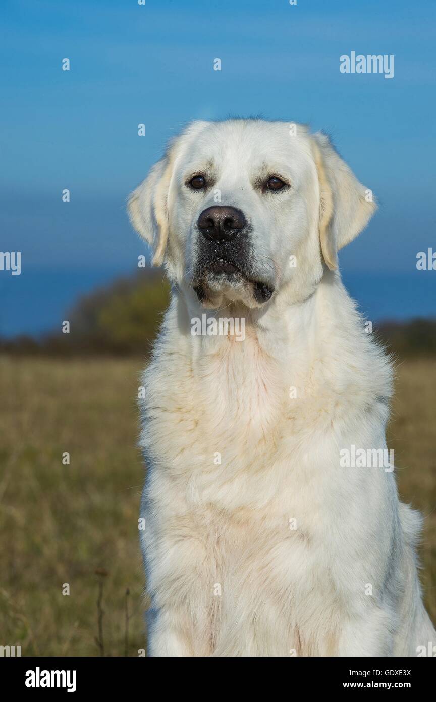 Golden Retriever Portrait Stock Photo - Alamy