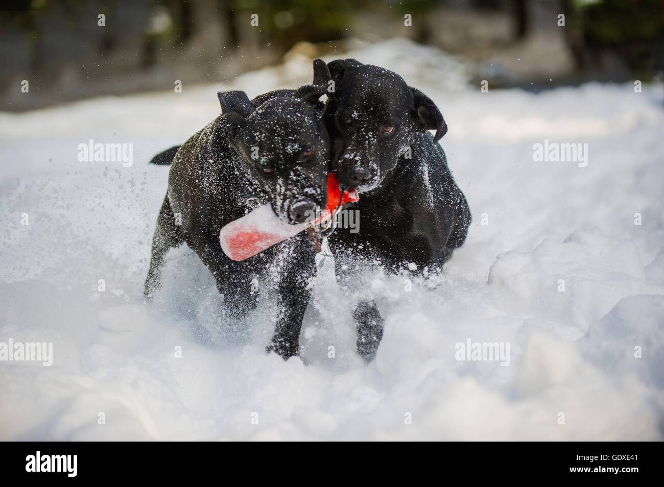 Black labrador retriever snow hi-res stock photography and images - Alamy