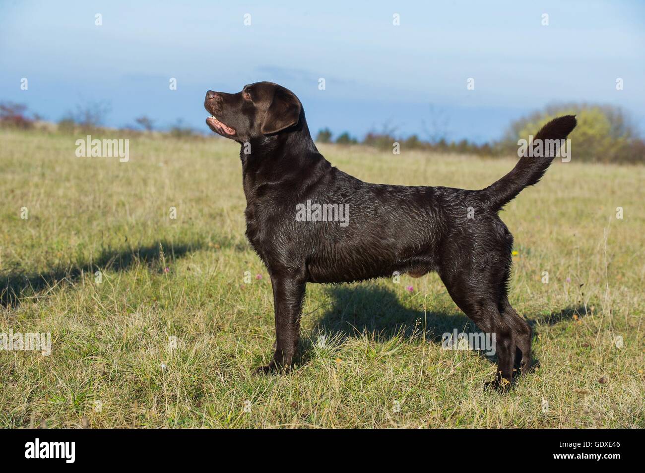 standing Labrador Retriever Stock Photo - Alamy