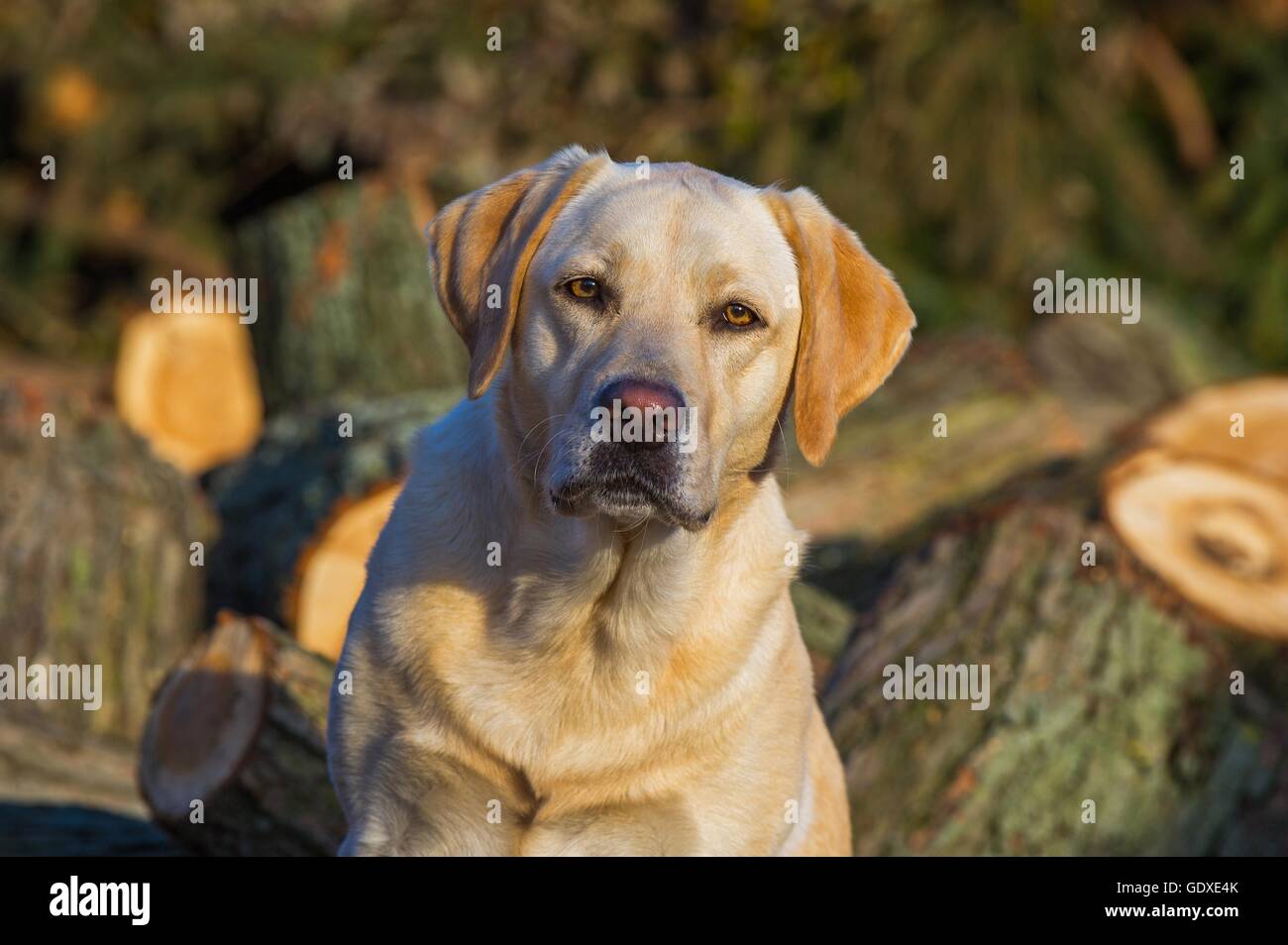 Pale yellow labrador retriever hi-res stock photography and images - Alamy