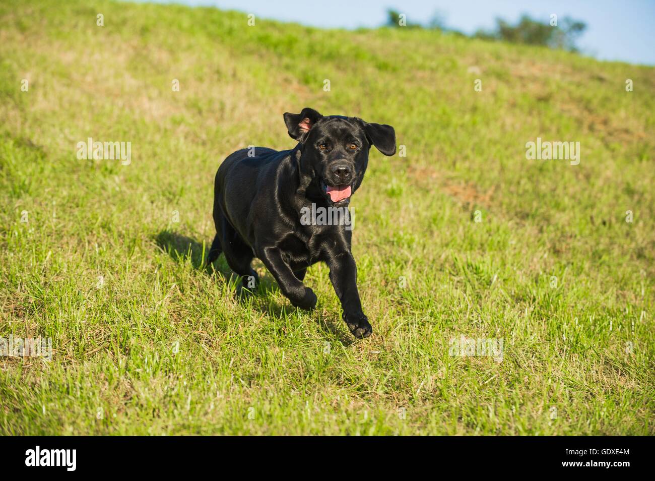 running Labrador Retriever Stock Photo - Alamy
