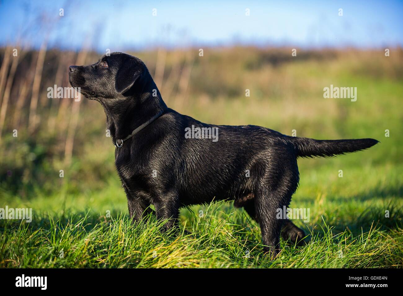 Black Labrador Retriever Standing High Resolution Stock Photography and ...