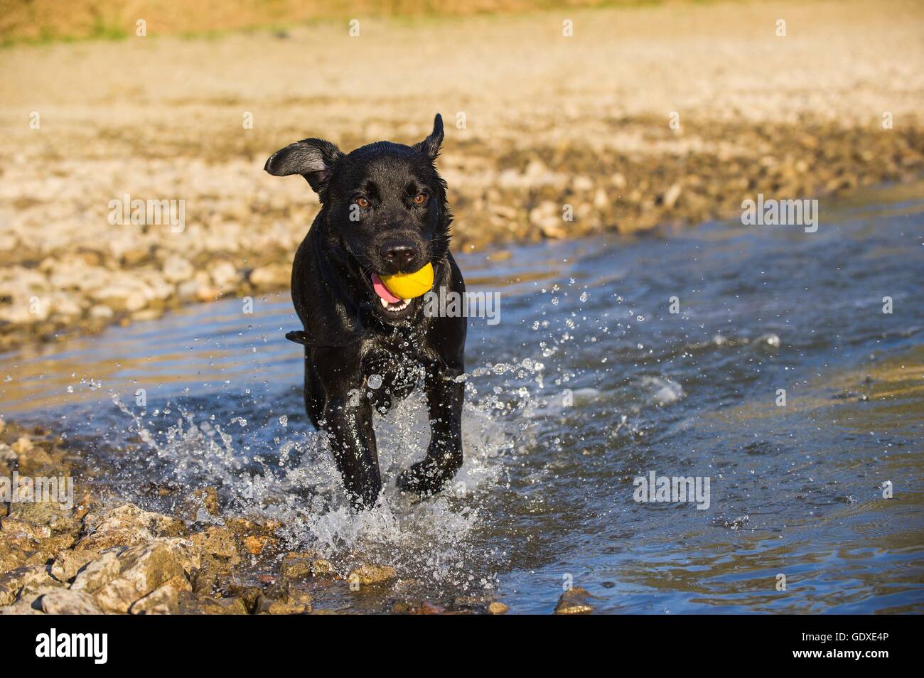 playing Labrador Retriever Stock Photo - Alamy