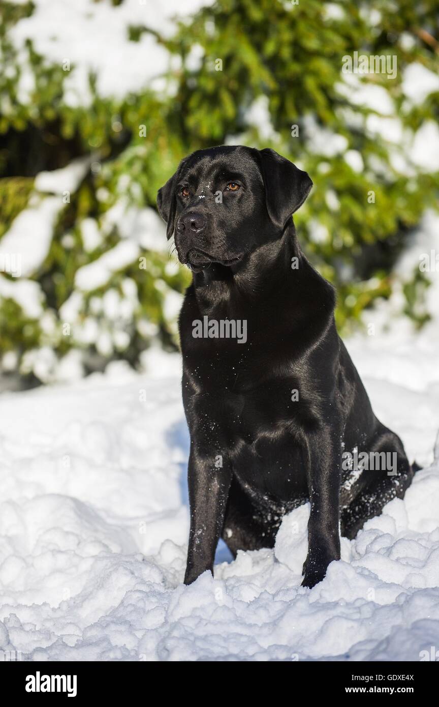 sitting Labrador Retriever Stock Photo - Alamy