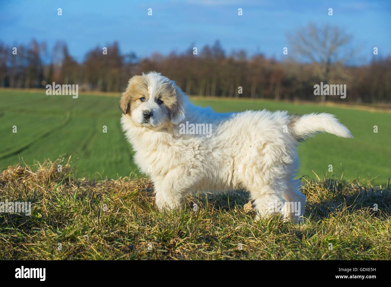 Pyrenean Mountain Dog Puppy Stock Photo - Alamy