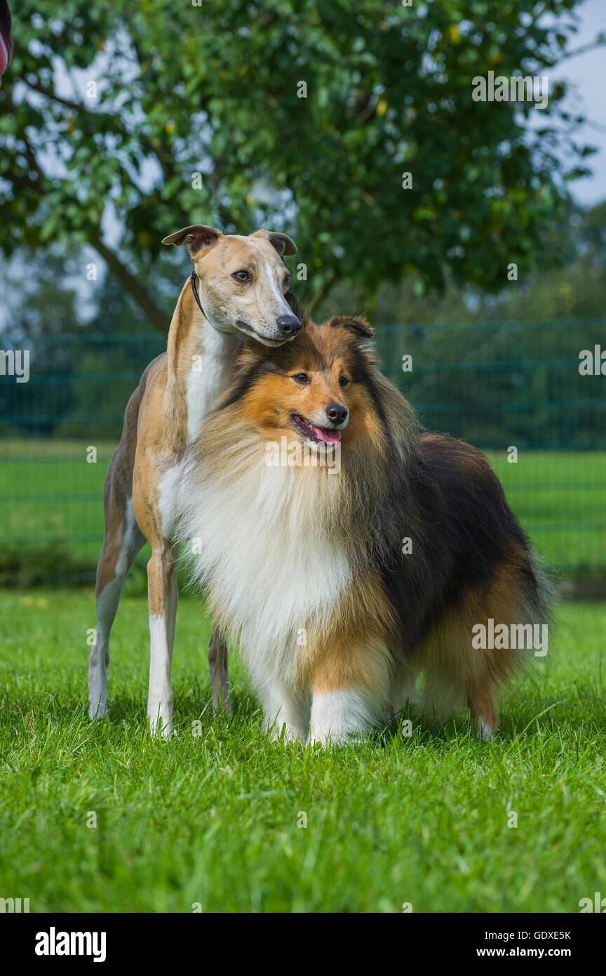 Two shelties shetland sheepdogs standing hi-res stock photography and ...