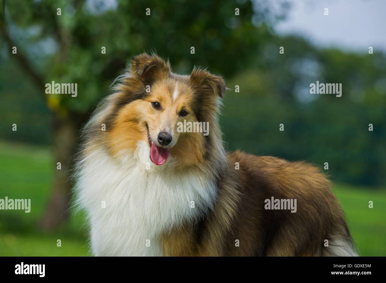 Dog shetland sheepdog sheltie adult hi-res stock photography and images ...