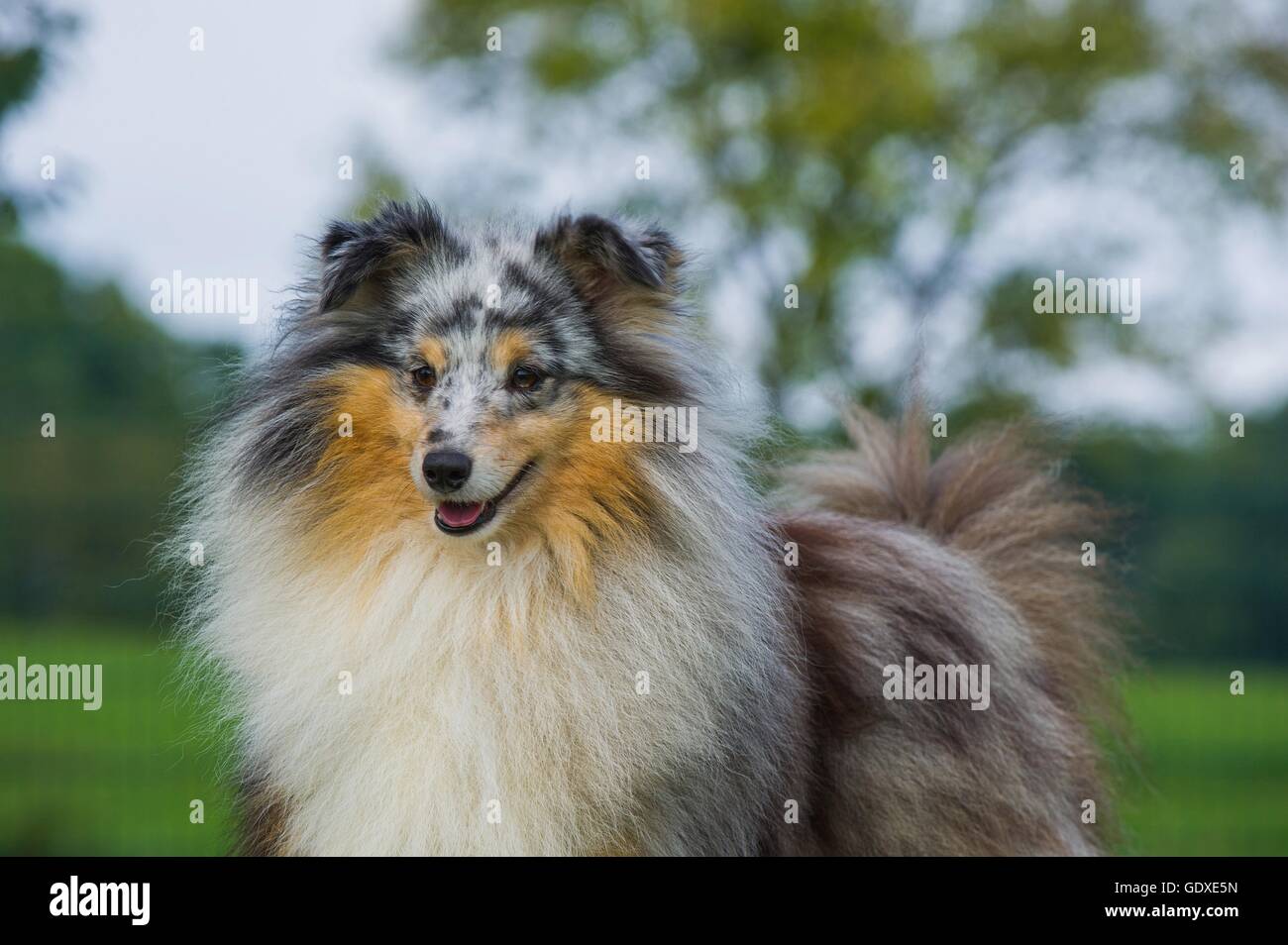 Dog shetland sheepdog sheltie adult hi-res stock photography and images ...