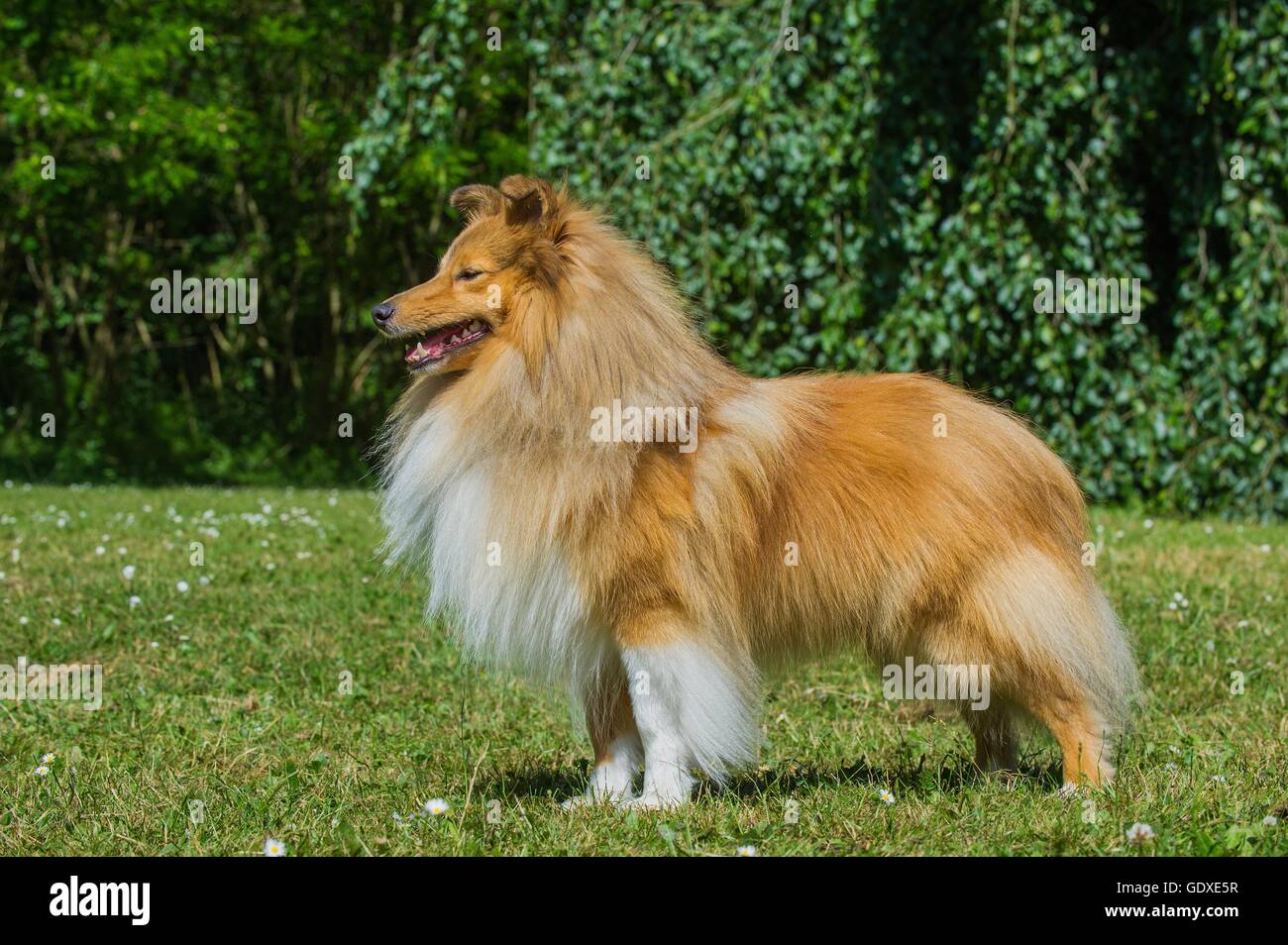 standing Shetland Sheepdog Stock Photo - Alamy