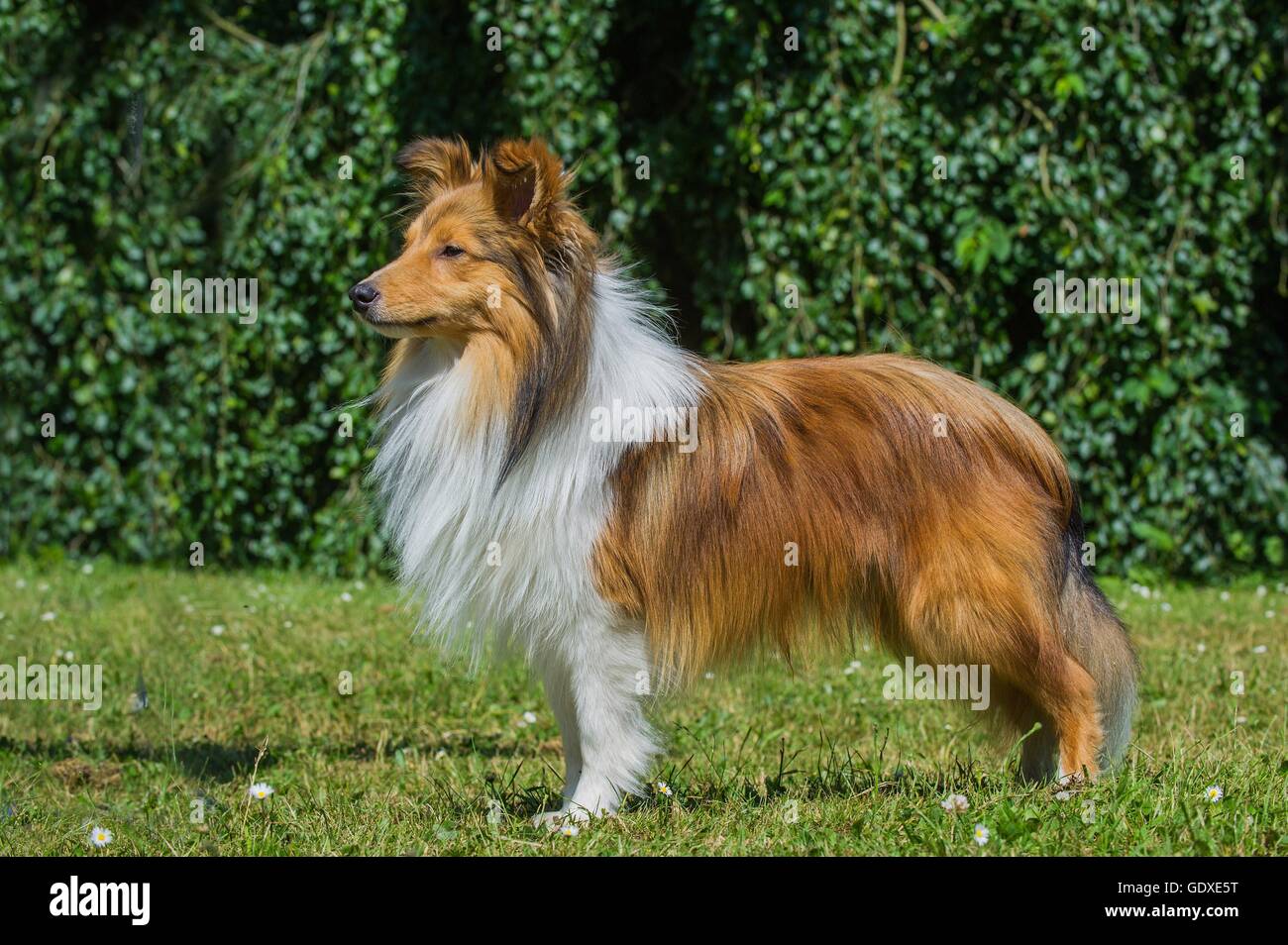 standing Shetland Sheepdog Stock Photo - Alamy